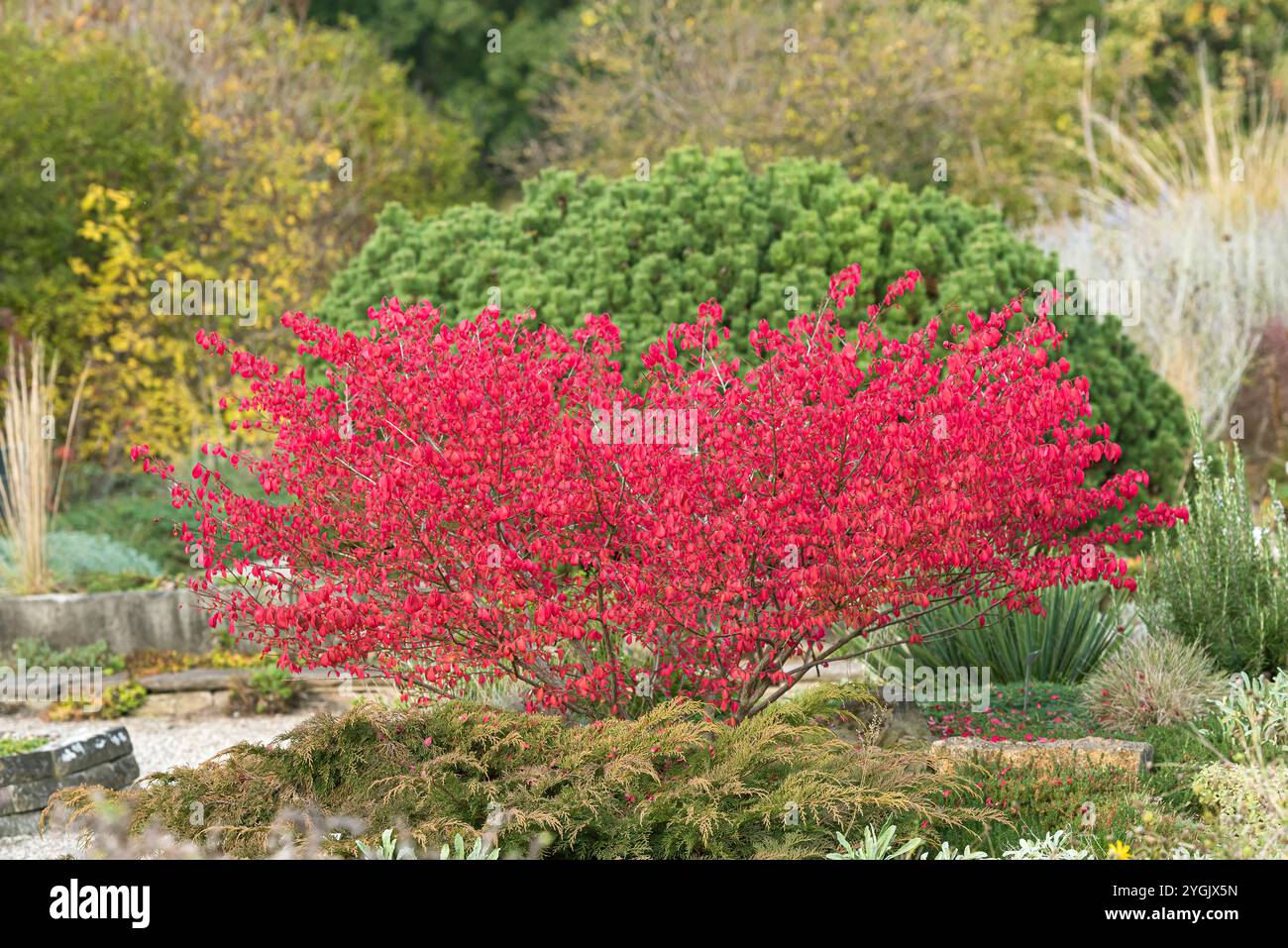 winged burning bush,wahoo, winged euonymus, winged spindle-tree ...