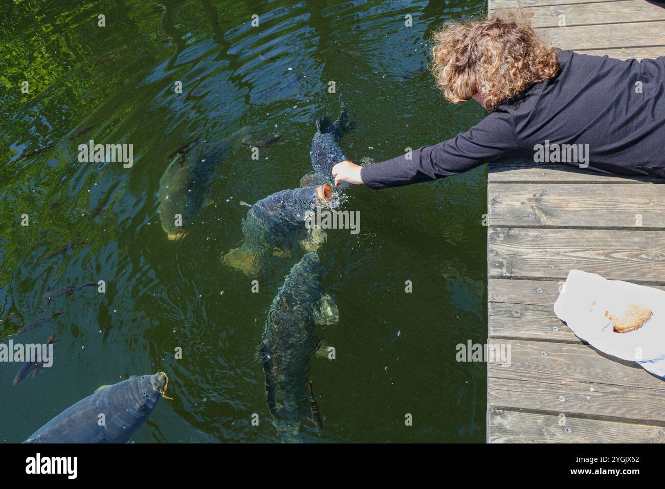 carp, common carp, European carp (Cyprinus carpio), Child feeding large ...