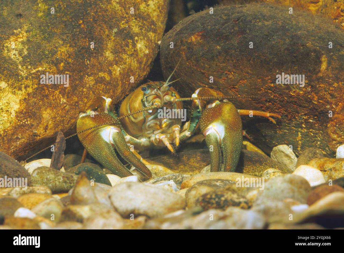 signal crayfish (Pacifastacus leniusculus), lurking between large river ...