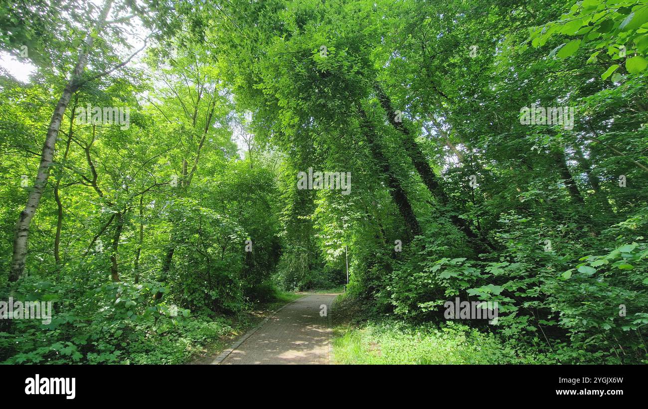 Paved path through woods hi-res stock photography and images - Alamy