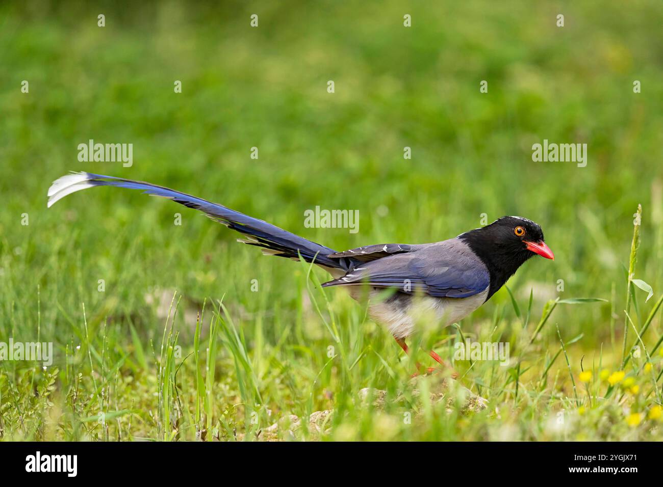 red billed blue magpie (Urocissa erythroryncha, Urocissa erythorhyncha ...