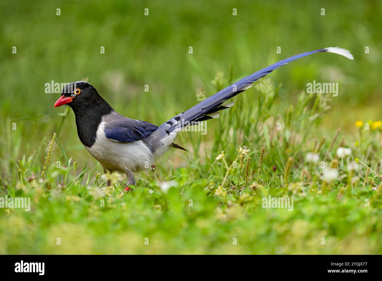 red billed blue magpie (Urocissa erythroryncha, Urocissa erythorhyncha ...