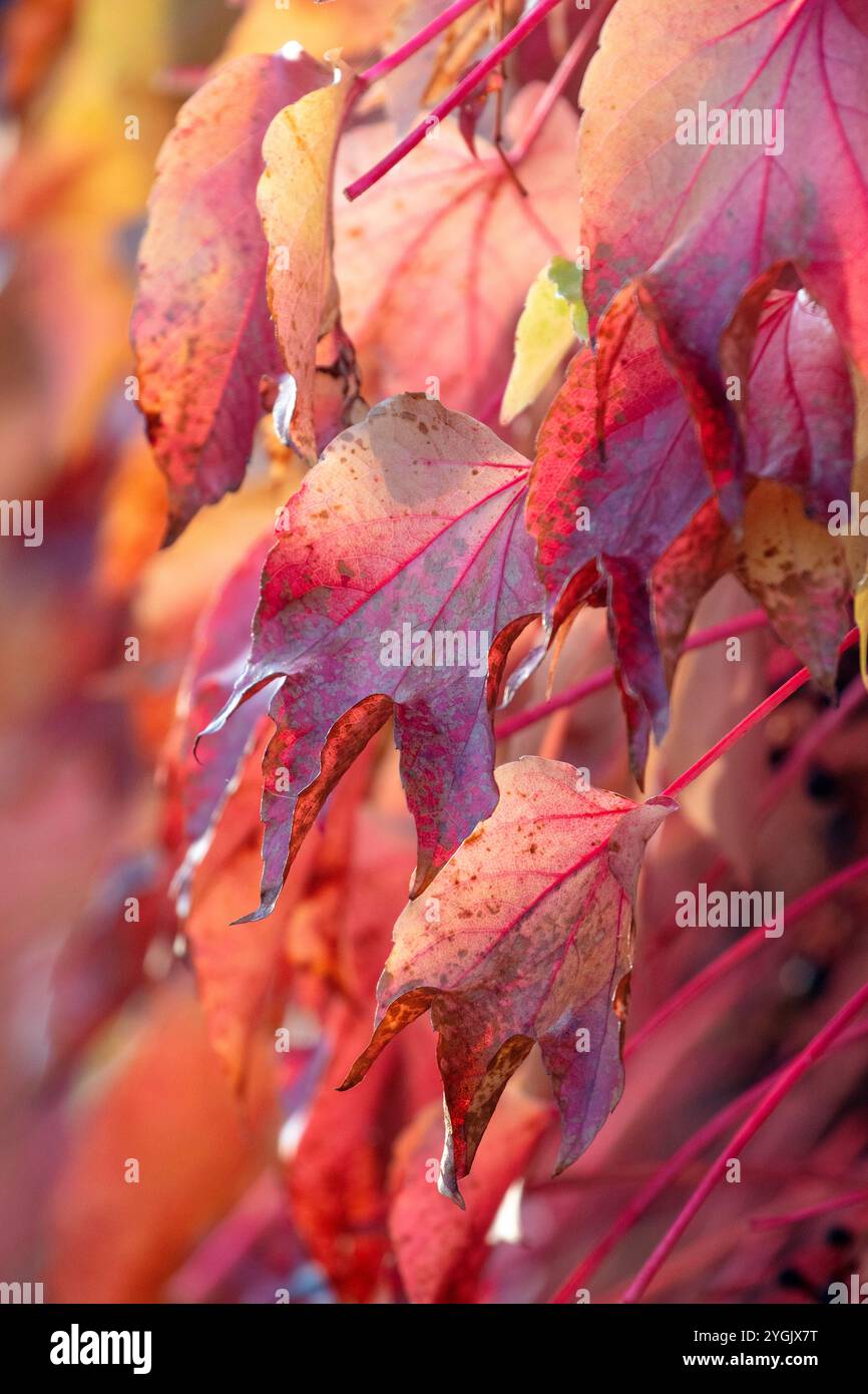 Boston ivy (Parthenocissus tricuspidata), wild vine, in fall color on a ...