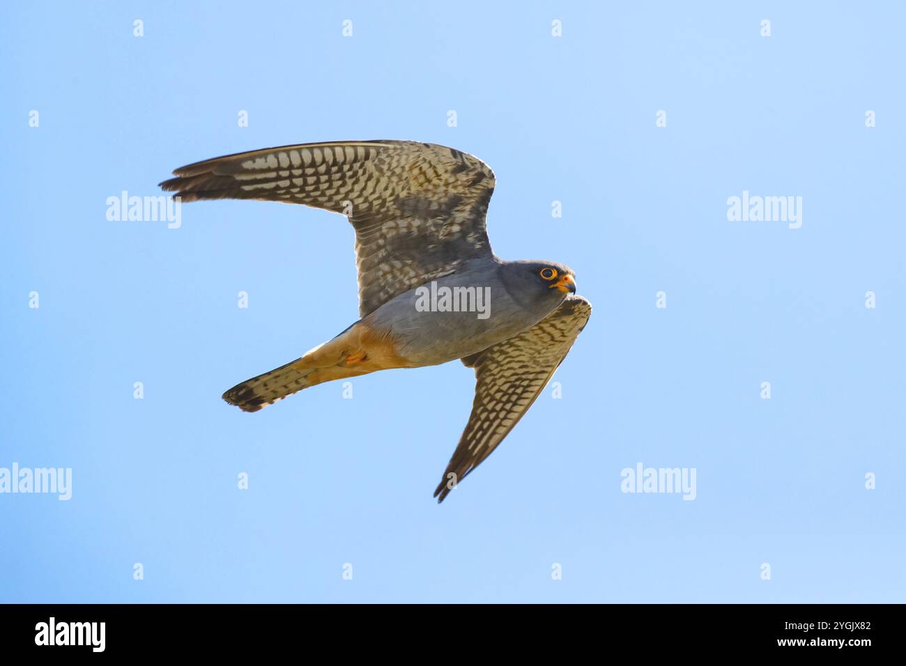 western red-footed falcon (Falco vespertinus), juvenile in light ...