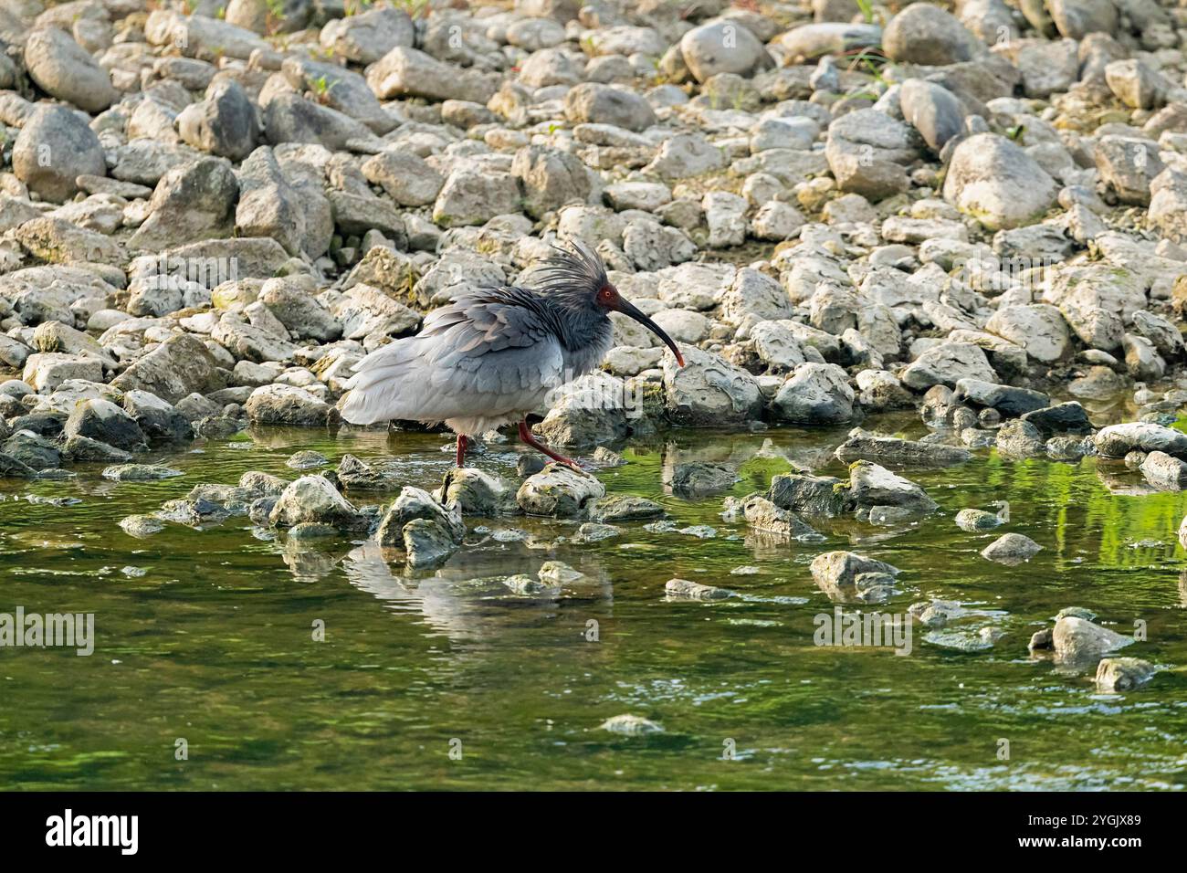 Japanese crested ibis, Asian crested ibis, Imperial crested ibis ...