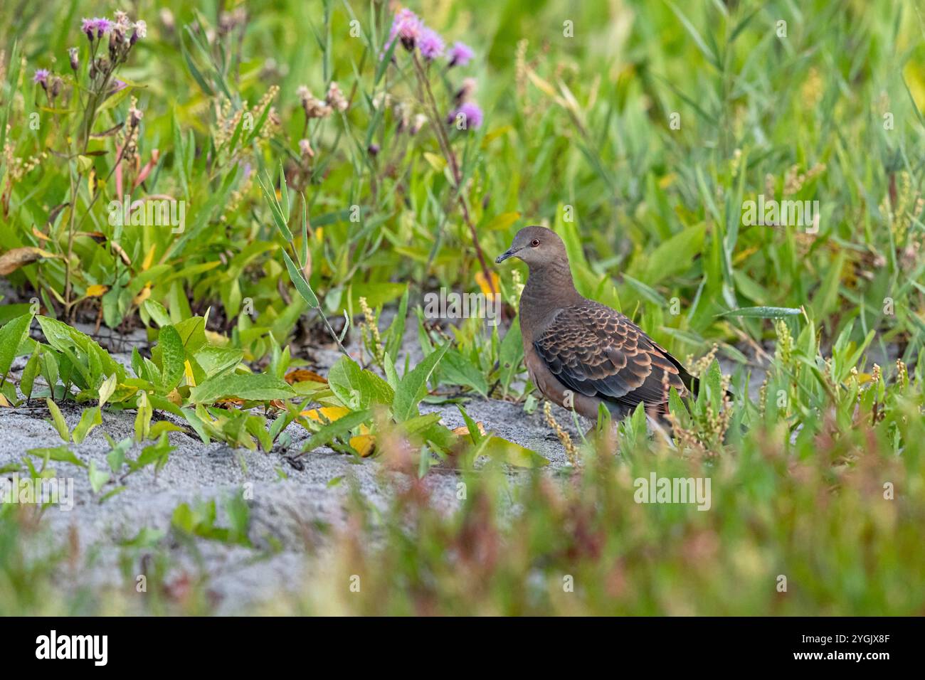 Streptopelia orientalis meena hi-res stock photography and images - Alamy