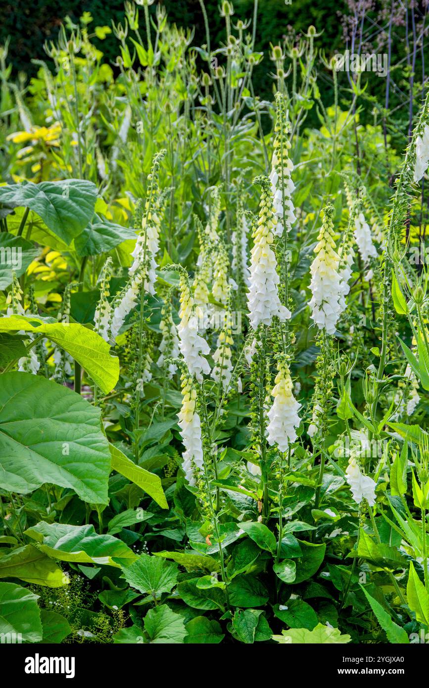common foxglove, purple foxglove (Digitalis purpurea 'Alba', Digitalis ...