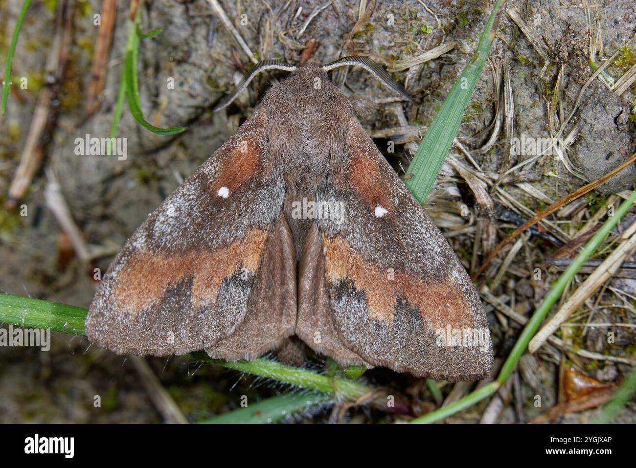 Dendrolimusart hi-res stock photography and images - Alamy