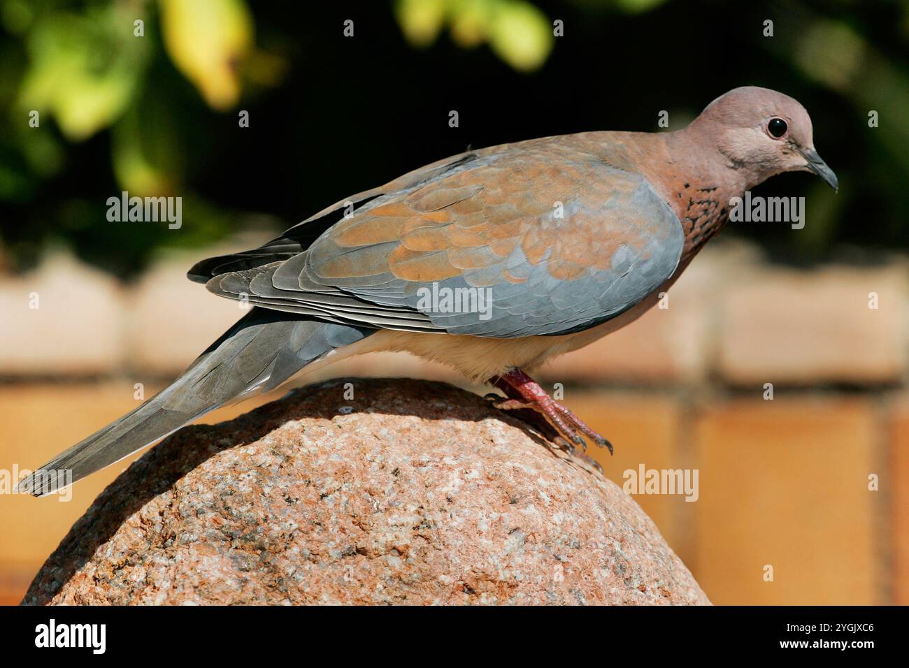 Paloma senegal hi-res stock photography and images - Alamy