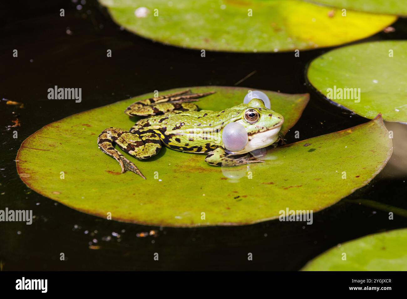 European edible frog, common edible frog (Rana kl. esculenta, Rana ...