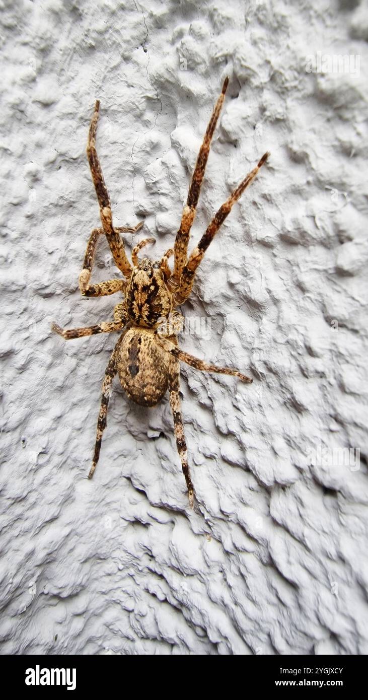 Spiny false wolf-spider (Zoropsis spinimana), sits on a house wall ...