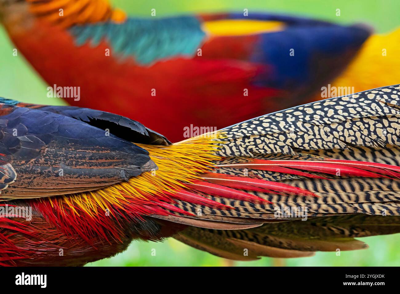 Golden pheasant (Chrysolophus pictus), Male, close up plumage, China ...