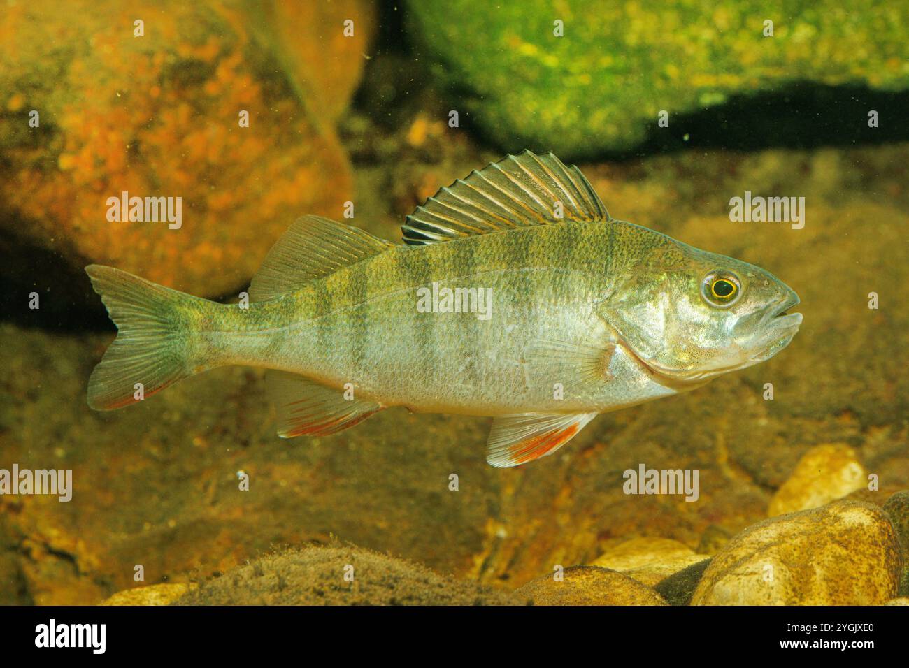Poor mans rockfish hi-res stock photography and images - Alamy