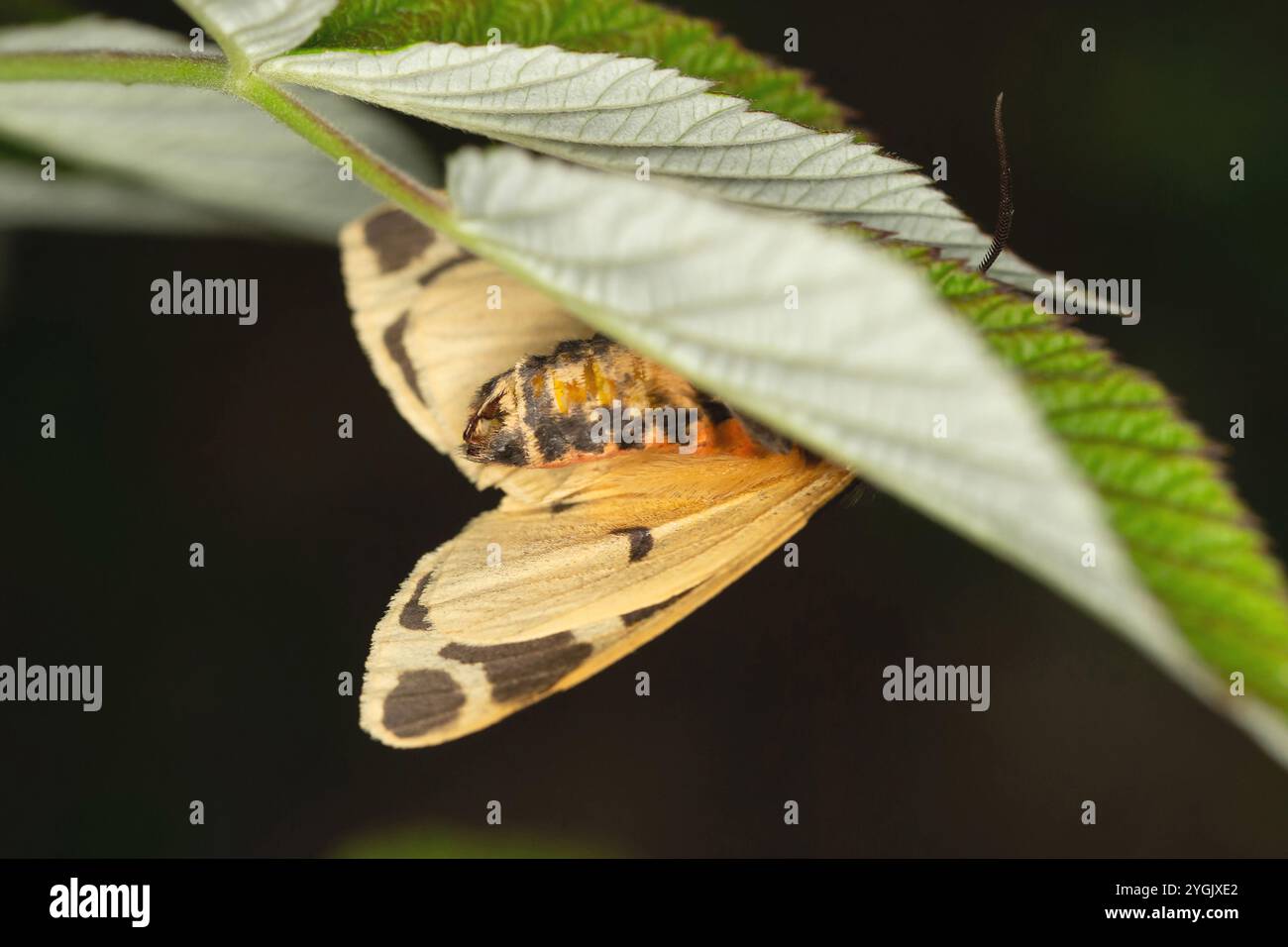 tiger moth (Arctia flavia), under a leaf, from below, Austria, Tyrol ...