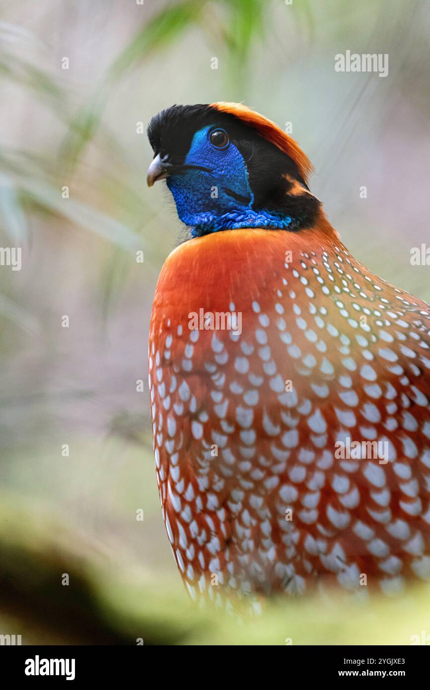 Temminck's tragopan (Tragopan temminckii), male sitting on the ground ...