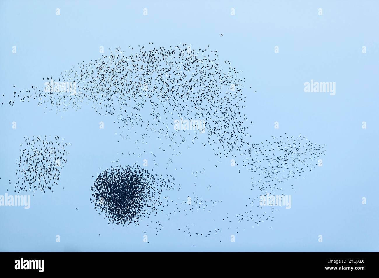 common starling (Sturnus vulgaris), flock of starlings in flight ...