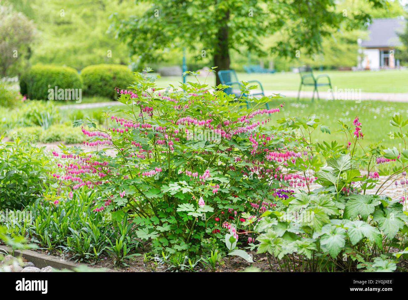 Common bleeding heart (Dicentra spectabilis, Lamprocapnos spectabilis ...