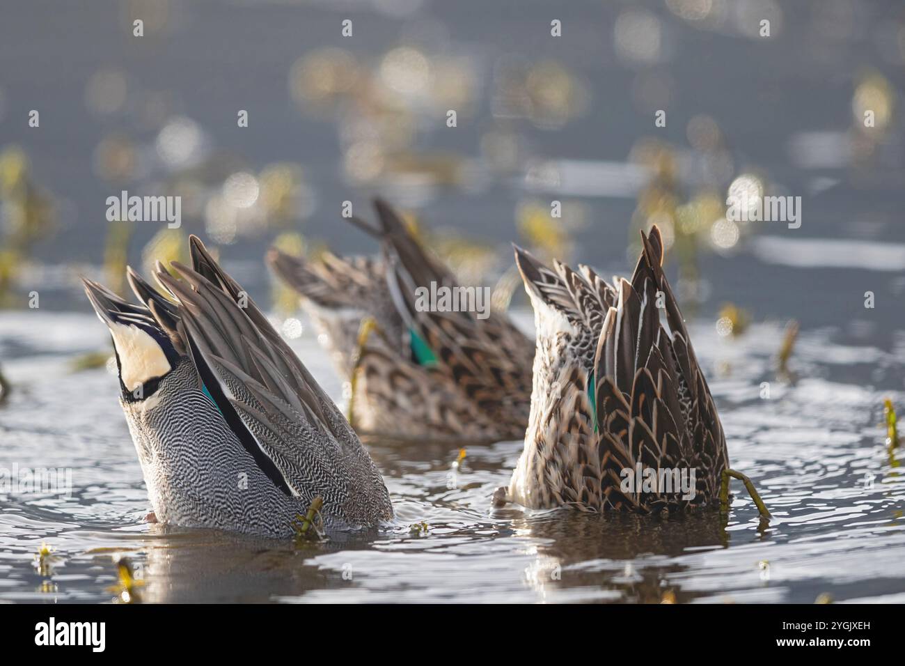 Green-winged teal, Common teal (Anas crecca), male and females dabbling ...