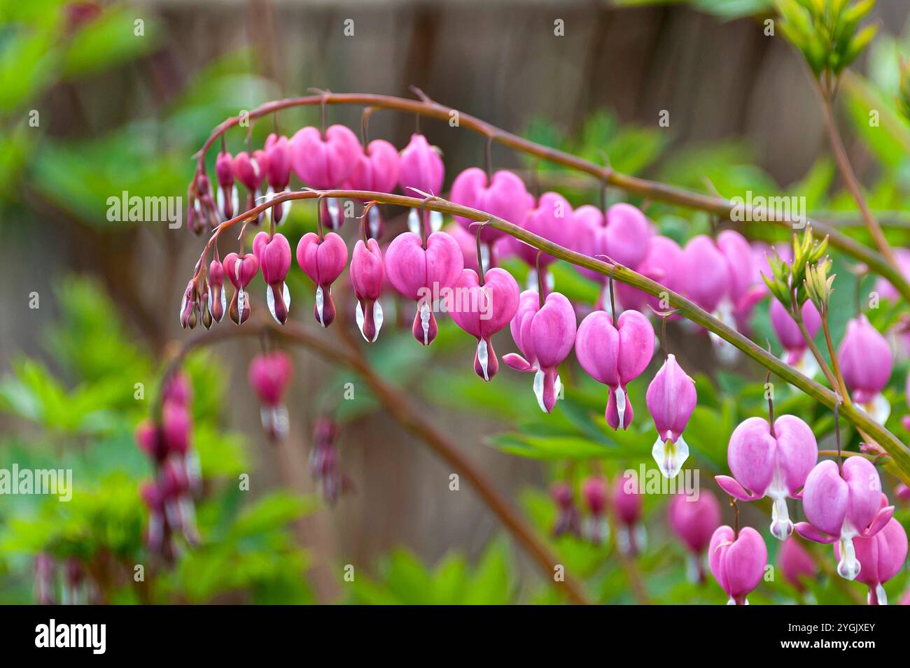 Common bleeding heart (Dicentra spectabilis, Lamprocapnos spectabilis ...