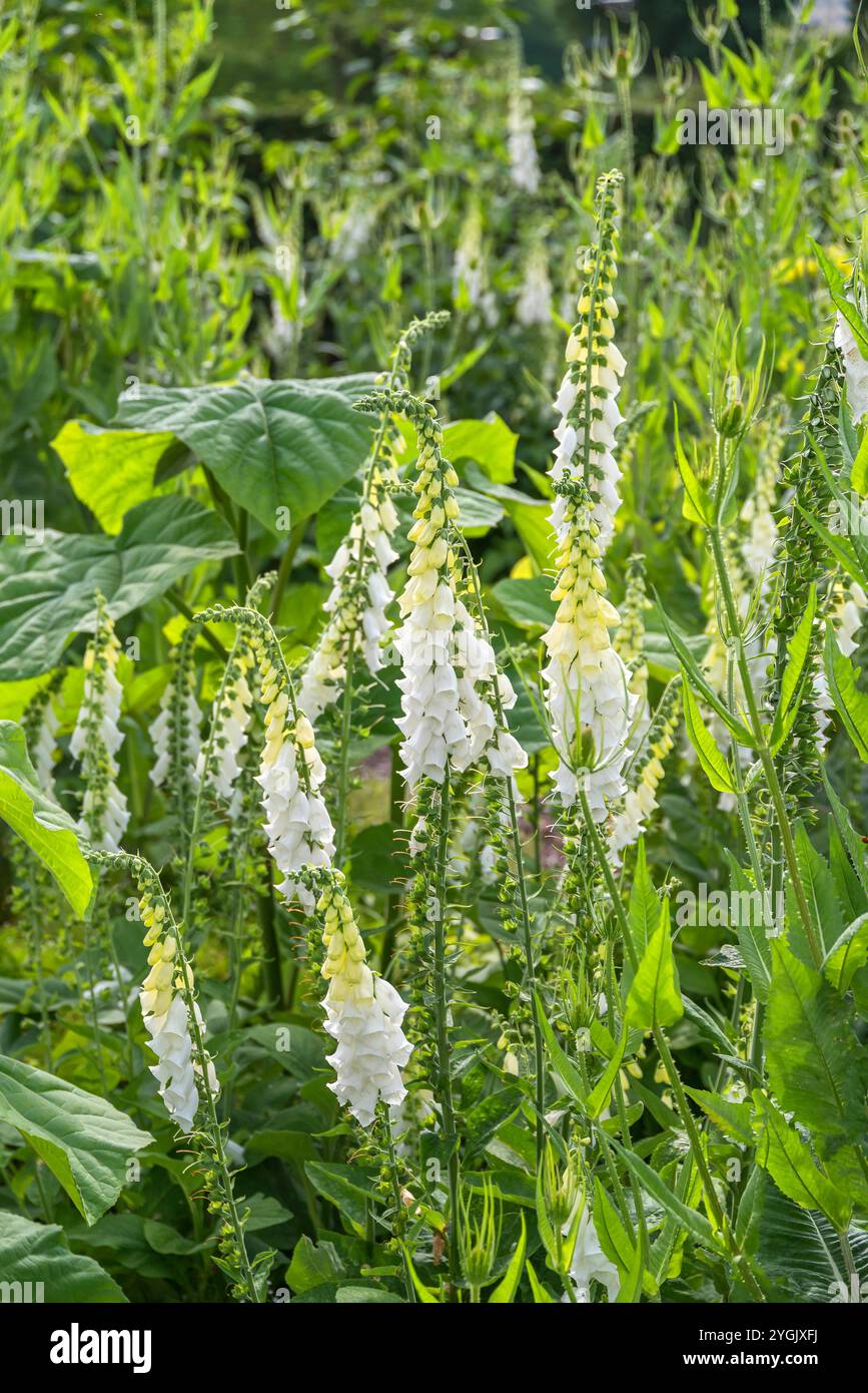 common foxglove, purple foxglove (Digitalis purpurea 'Alba', Digitalis ...