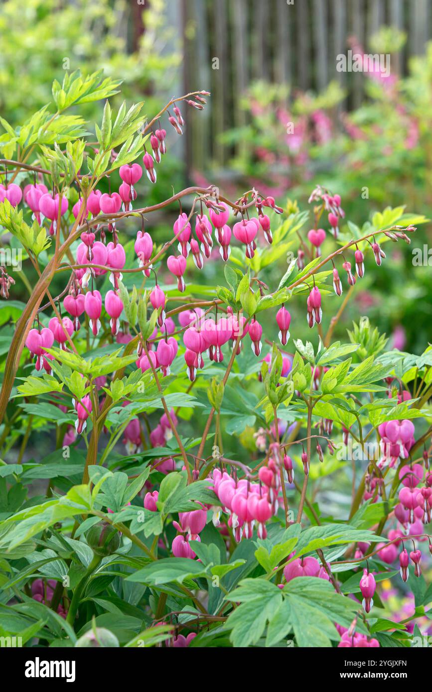 Common bleeding heart (Dicentra spectabilis, Lamprocapnos spectabilis ...