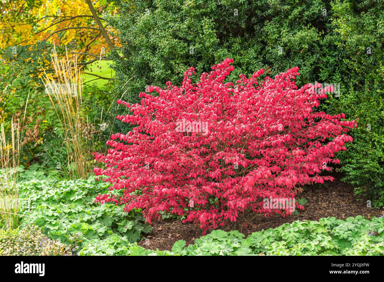 winged burning bush,wahoo, winged euonymus, winged spindle-tree ...
