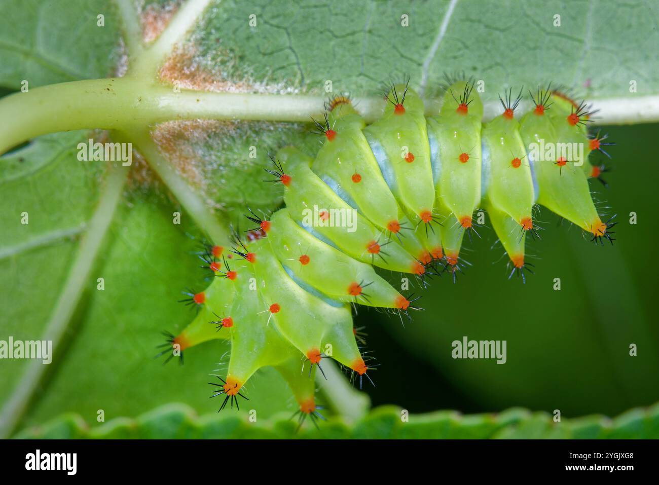 African moon moth (Argema mimosae), caterpillar on a branch Stock Photo ...