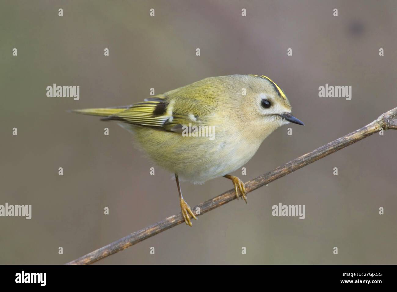 goldcrest (Regulus regulus), female perching on a branch, side view ...