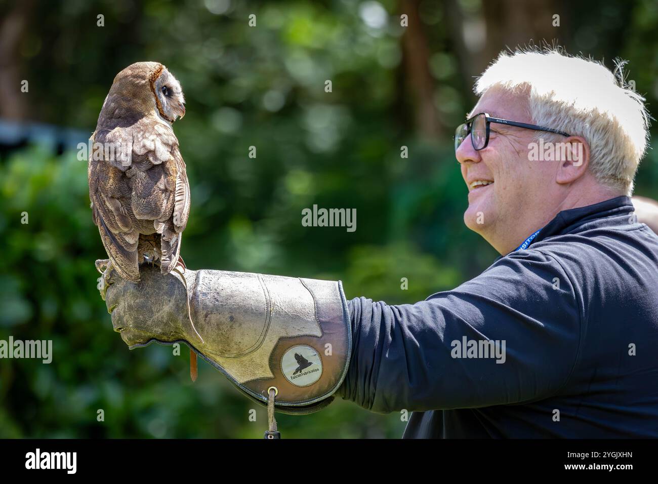Common Barn Owl with radio antenna perched on a gauntlet at Cheshire ...
