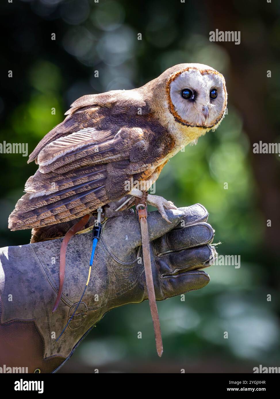 Common Barn Owl with radio antenna perched on a leather gauntlet at ...