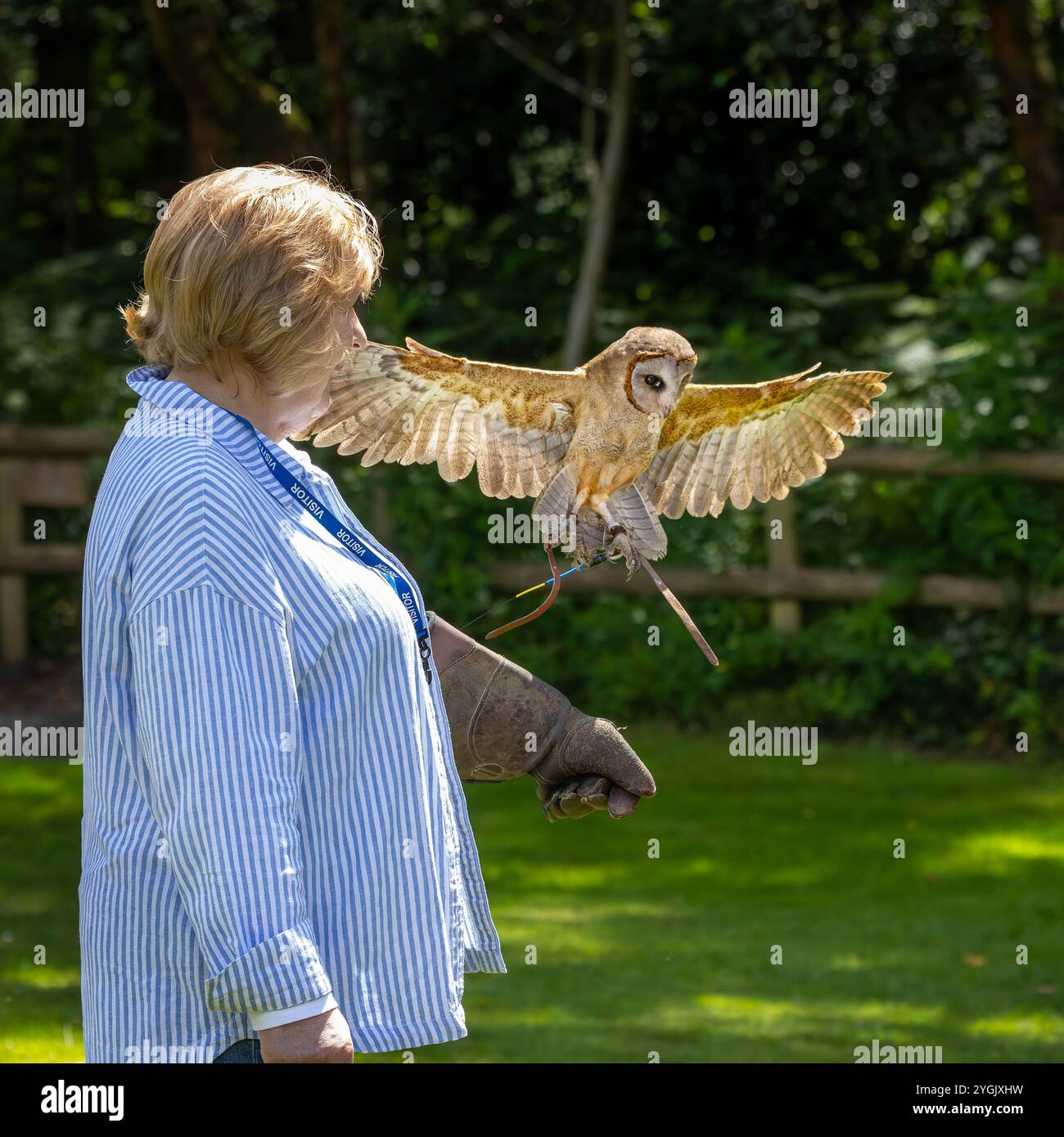 Captive barn owl in falconry hi-res stock photography and images - Alamy