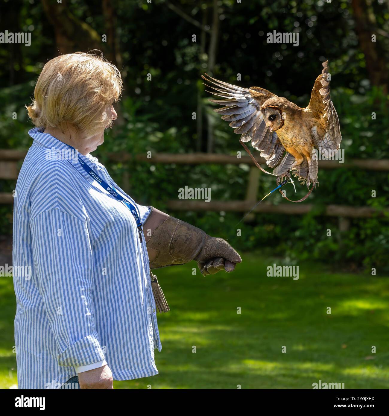 Common Barn Owl with radio antenna landing on a leather gauntlet of a ...