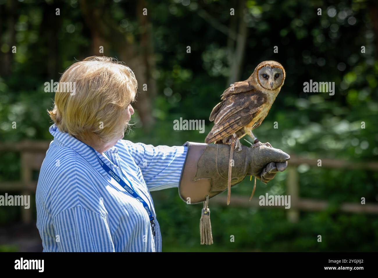 Common Barn Owl with radio antenna perched on a gauntlet at Cheshire ...