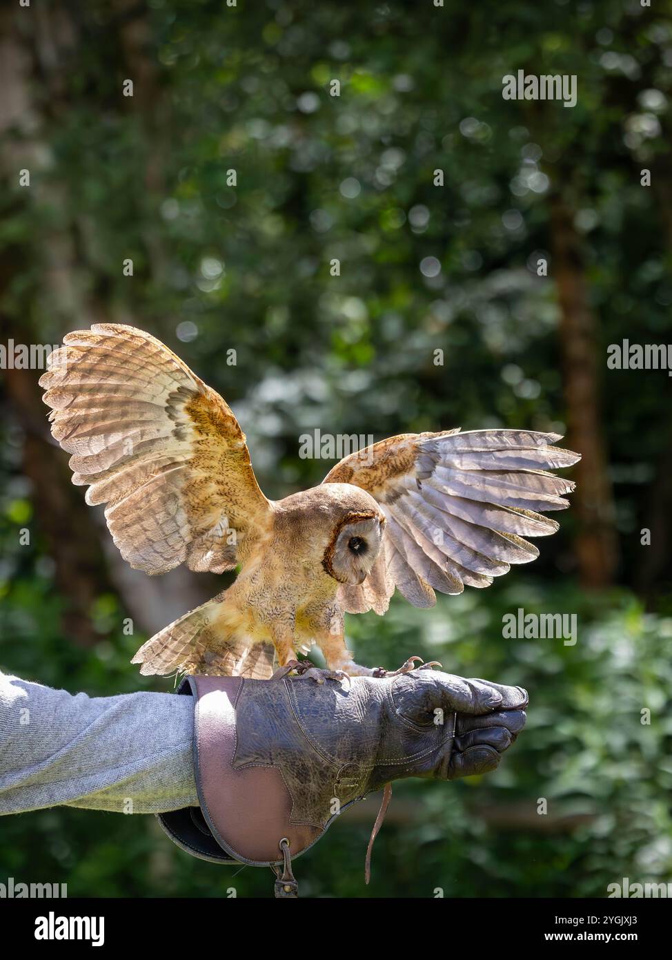 Common Barn Owl with radio antenna perched on a leather gauntlet at ...