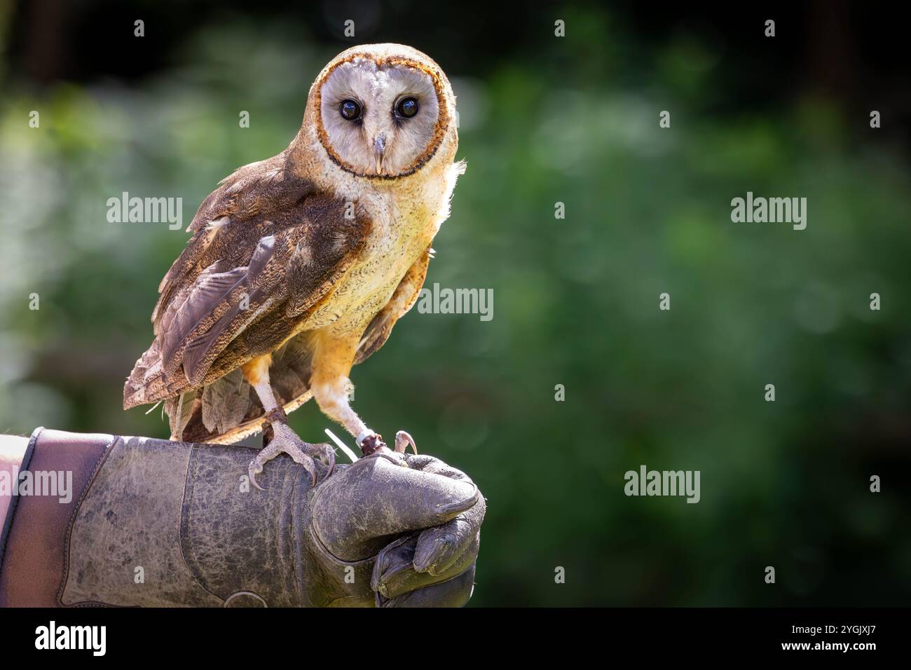 Common Barn Owl with radio antenna perched on a leather gauntlet at ...