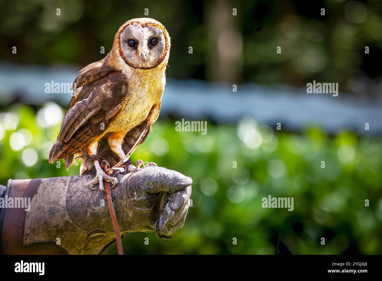Bird heart radio hi-res stock photography and images - Alamy