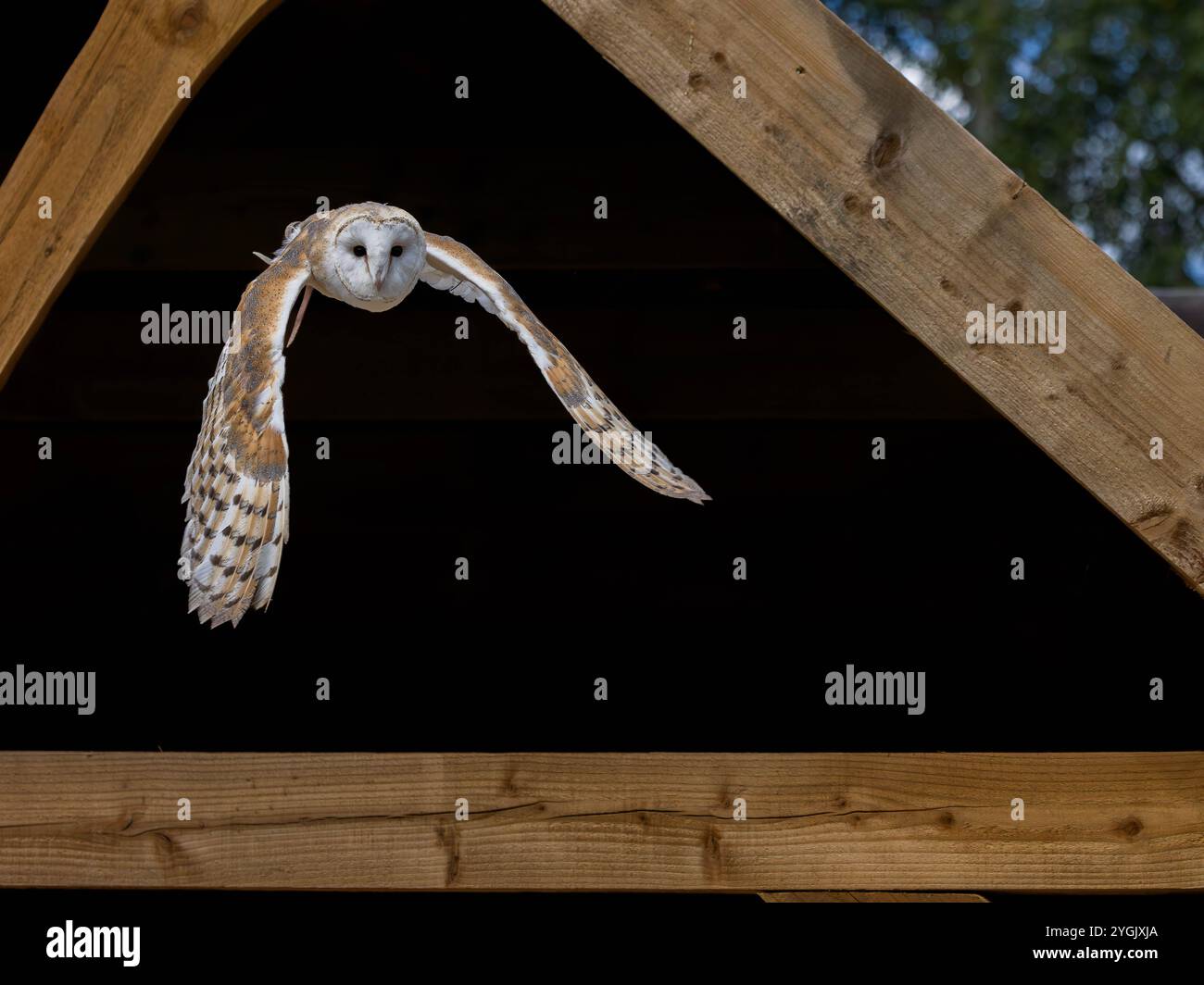 Common Barn Owl taking off from a wooden roof in daytime at Blakemere Village Craft Centre Stock ...
