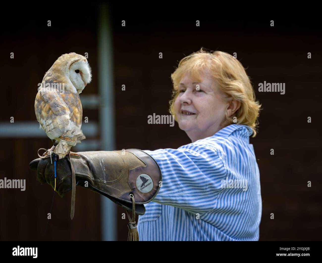 Common Barn Owl with radio antenna perched on a gauntlet at Cheshire ...