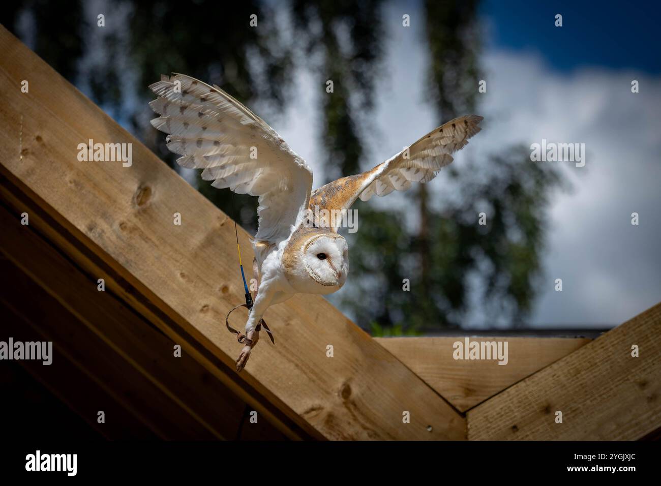 Common Barn Owl taking off from a wooden roof in daytime at Blakemere ...