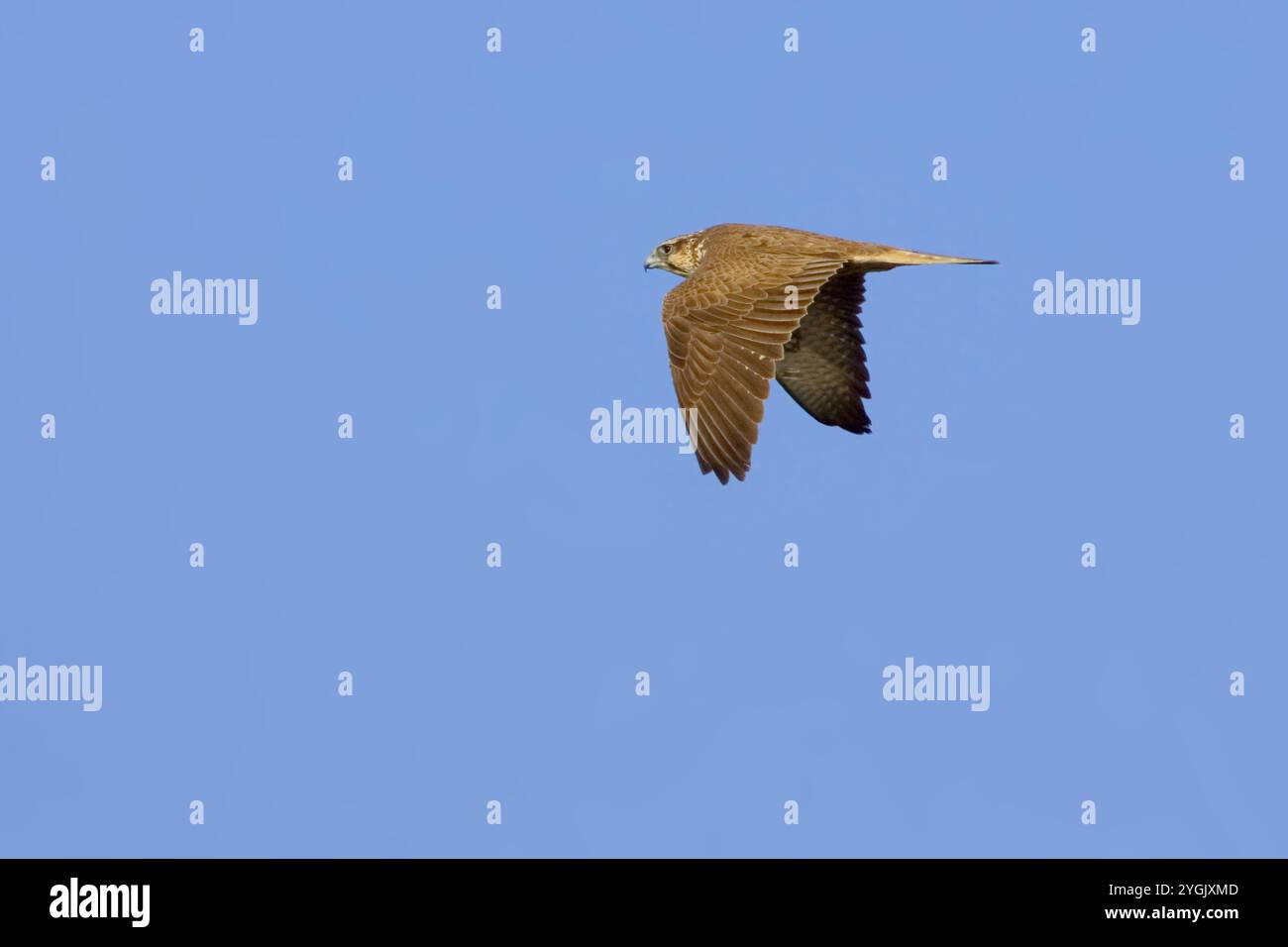 Saker falcon (Falco cherrug), in flight in the blue sky, side view ...