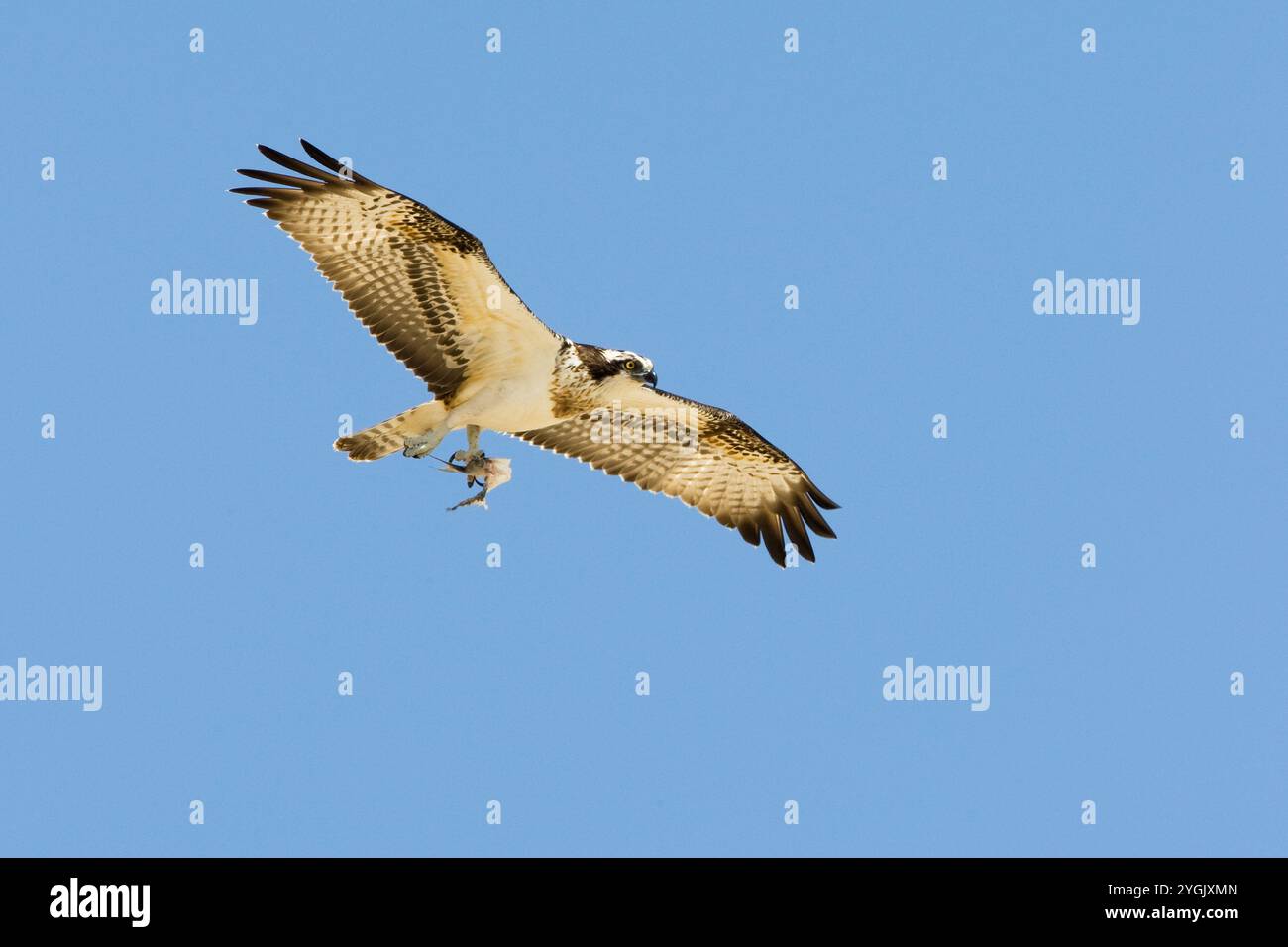 osprey, fish hawk, sea hawk, river hawk (Pandion haliaetus), in flight ...