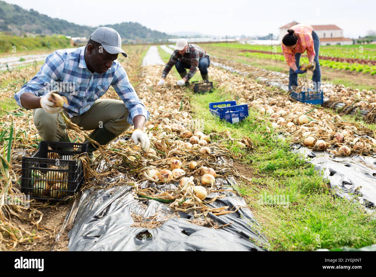 Multiethnic team farm workers hi-res stock photography and images - Alamy
