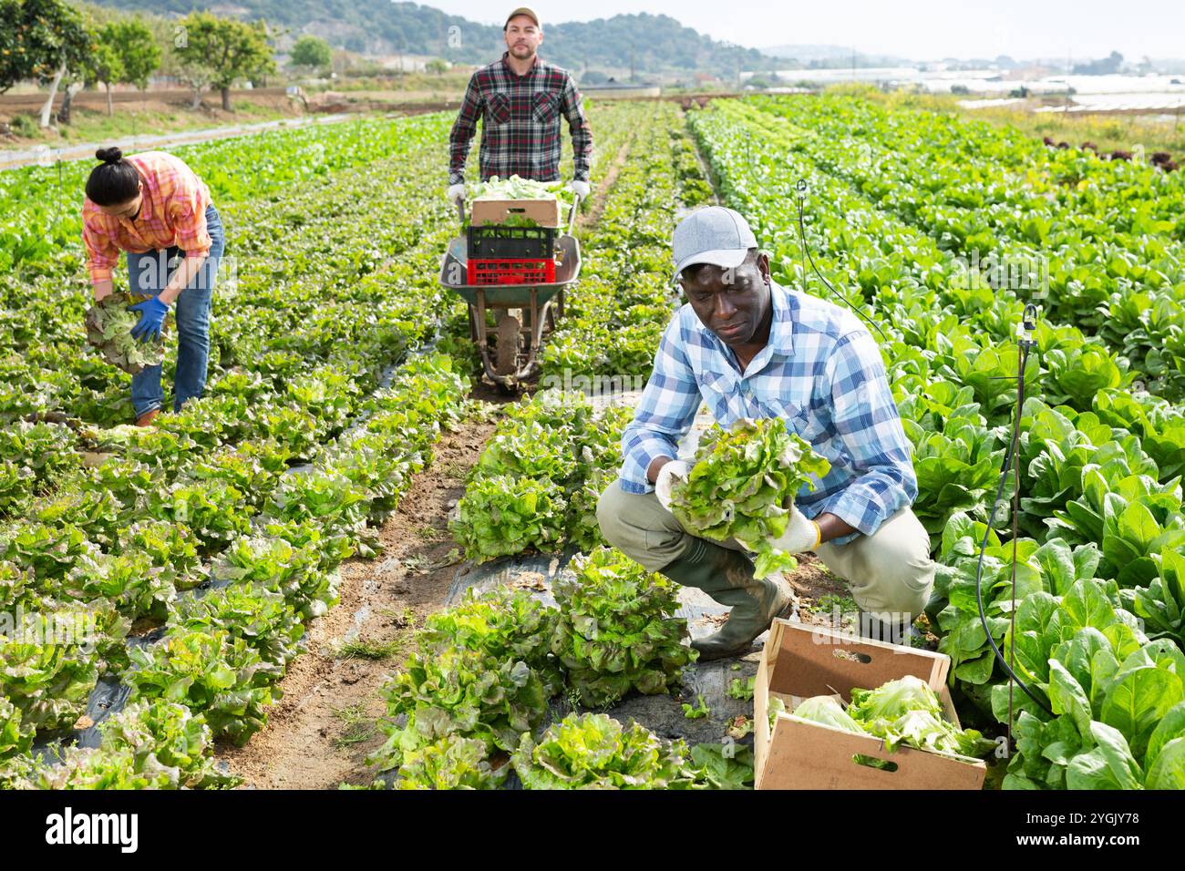 Multiethnic team farm workers hi-res stock photography and images - Alamy