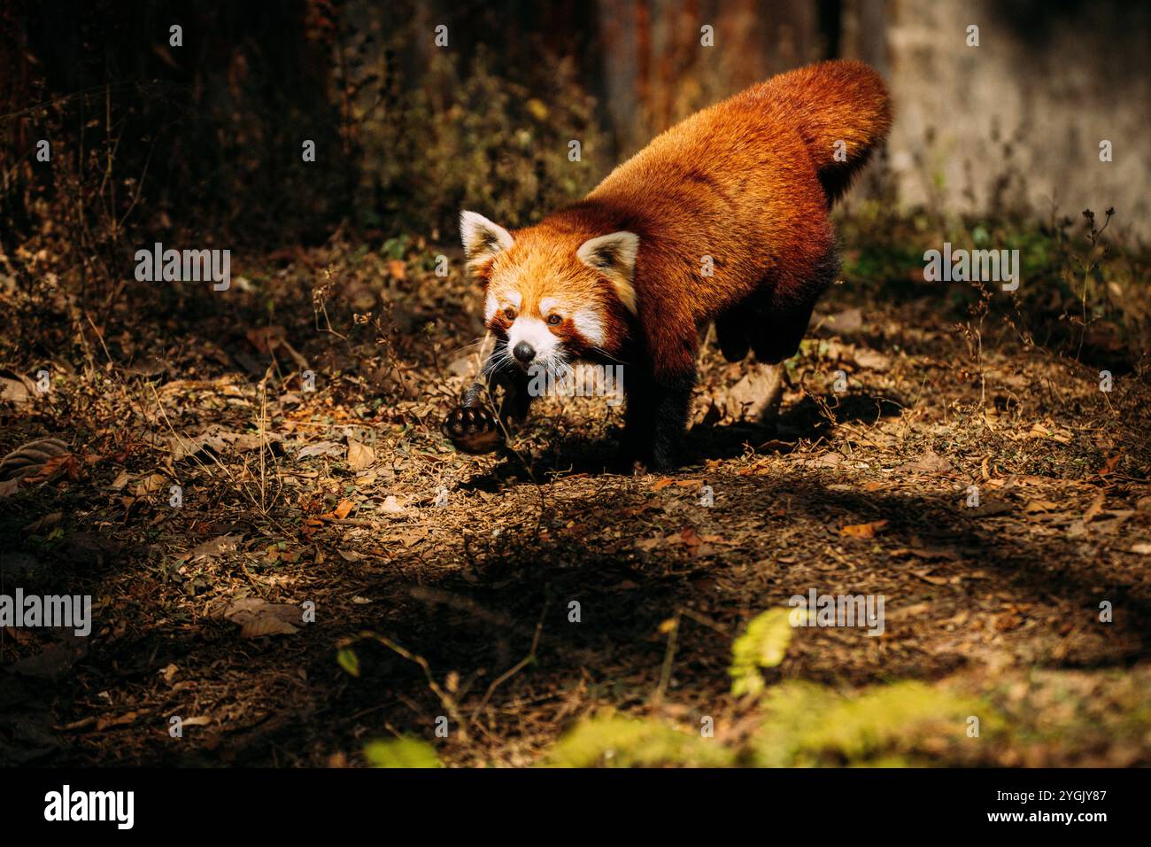 Darjeeling in the Himalayas, North India, red panda Stock Photo - Alamy