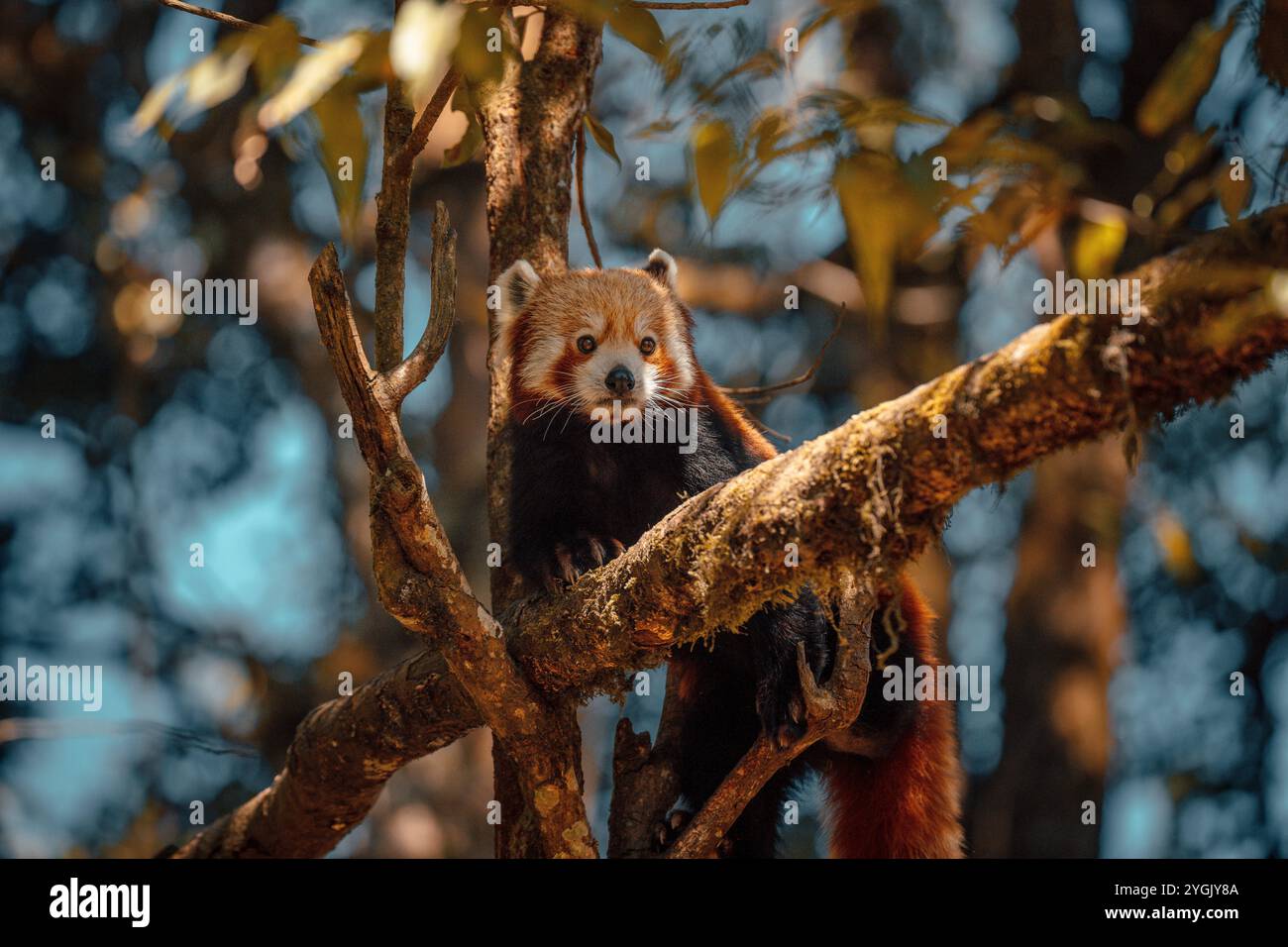 Red panda on a tree, Darjeeling in the Himalayas, North India Stock ...