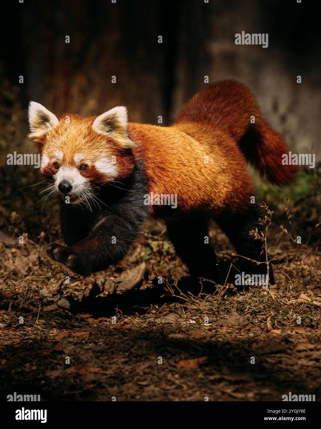 Darjeeling in the Himalayas, North India, red panda Stock Photo - Alamy