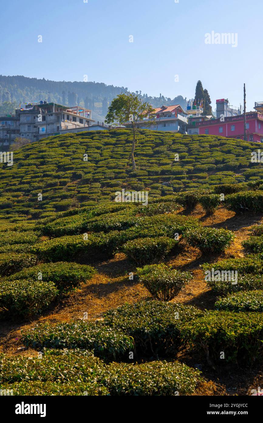 Tea fields in Darjeeling, North India Stock Photo - Alamy