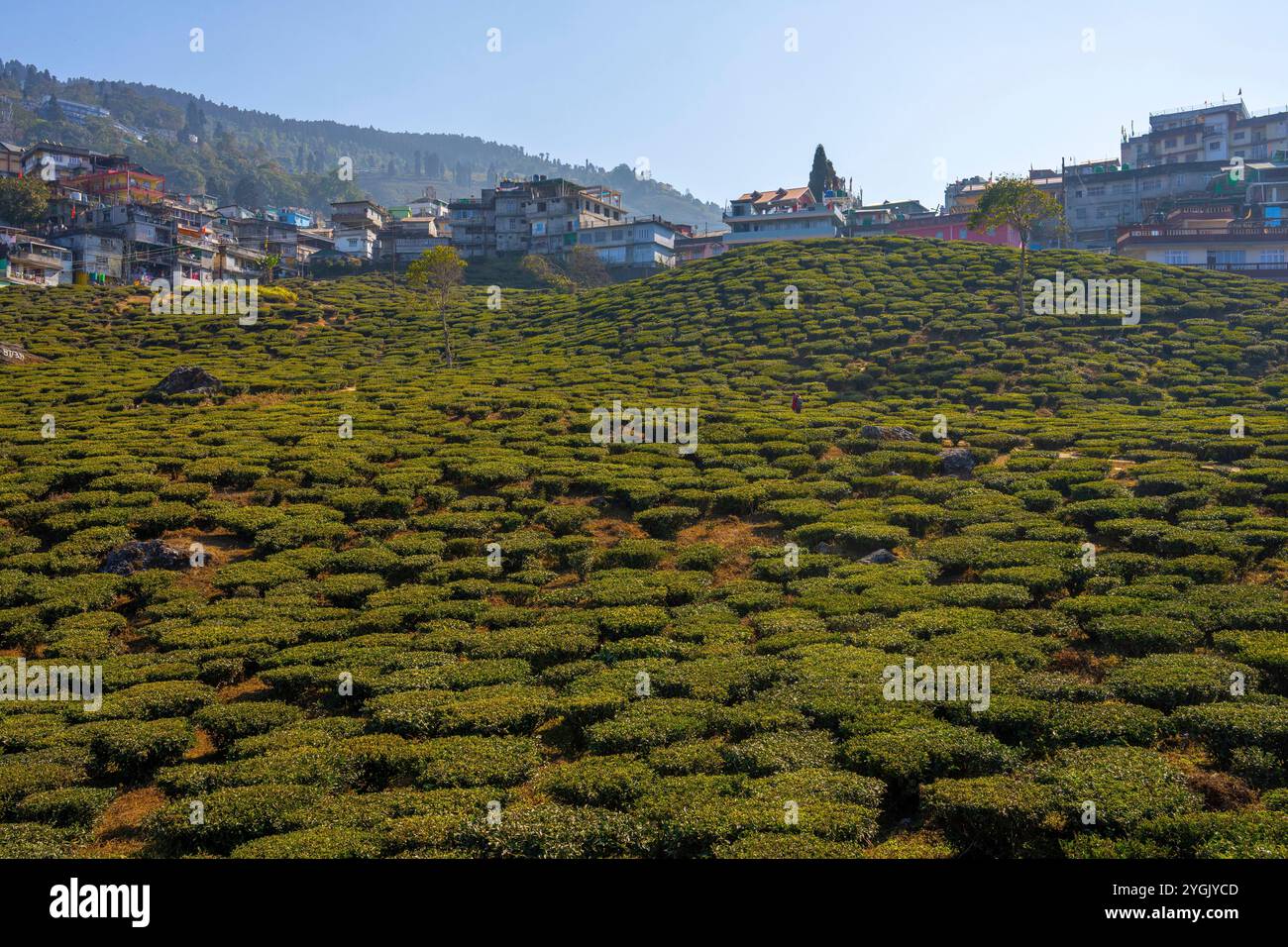 Tea fields in Darjeeling, North India Stock Photo - Alamy