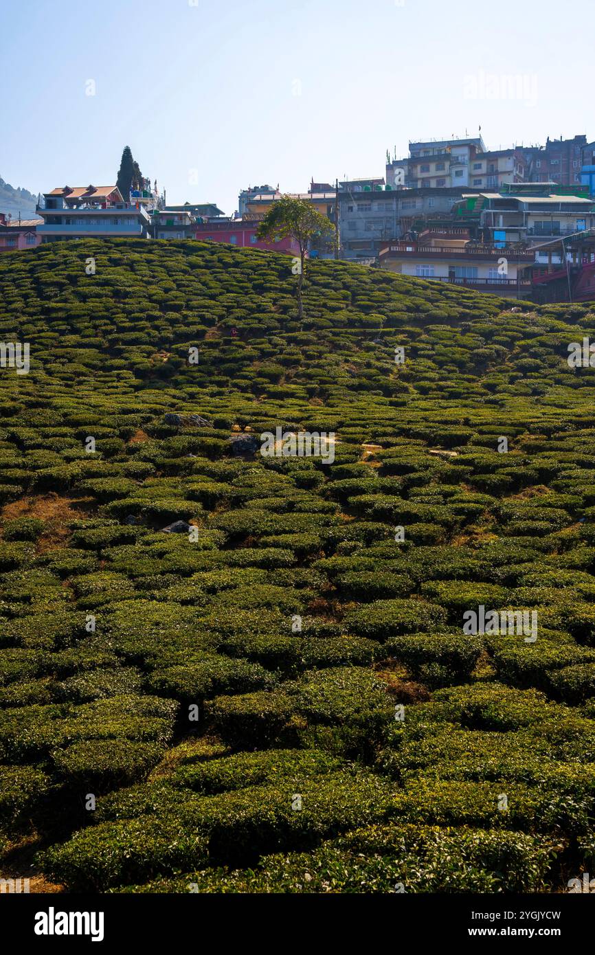 Tea fields india hi-res stock photography and images - Alamy
