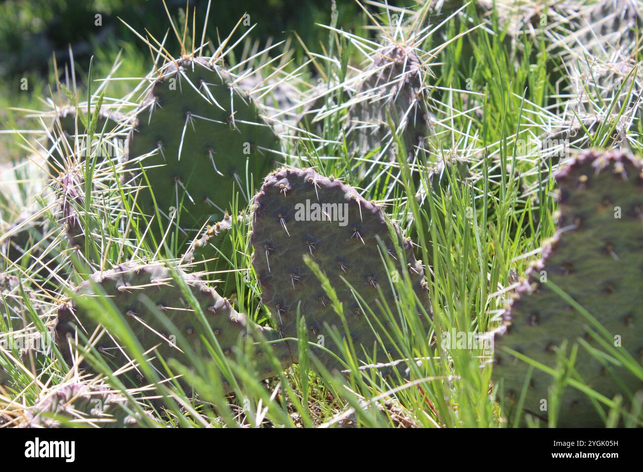 Yellow fork canyon trail hi-res stock photography and images - Alamy